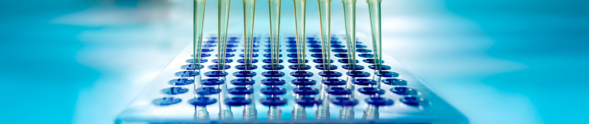 Cathepsin L (Host Cell Protein) ELISA Kit – CHO (Chinese Hamster Ovary)